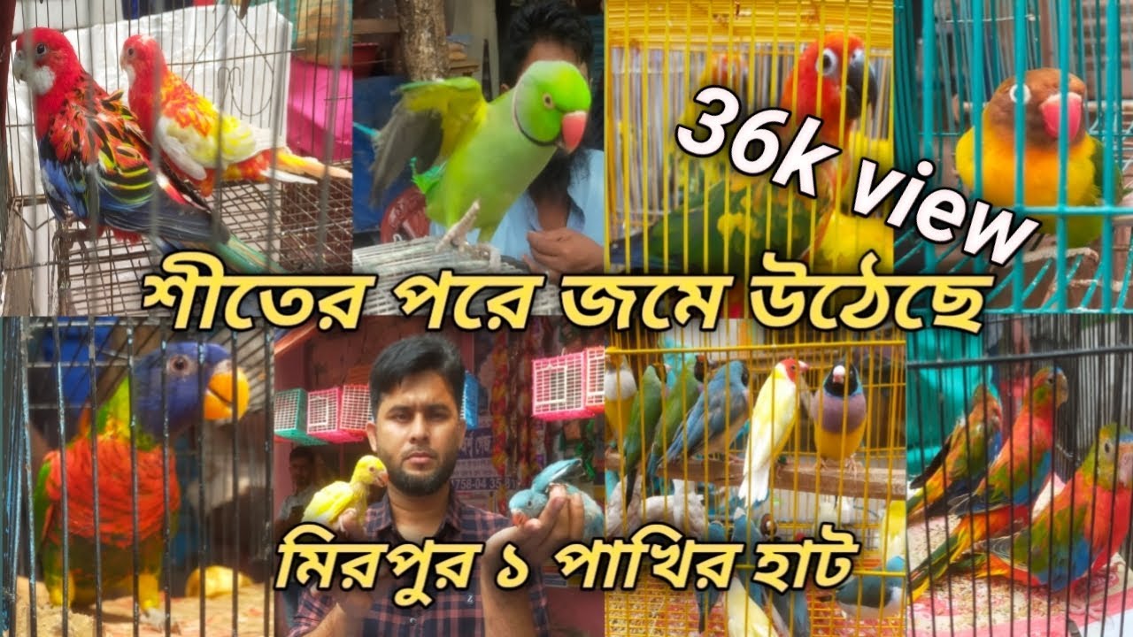 Mirpur 1 pakhir hat | মিরপুর ১ পাখির হাট | Mirpur 1 bird market ...