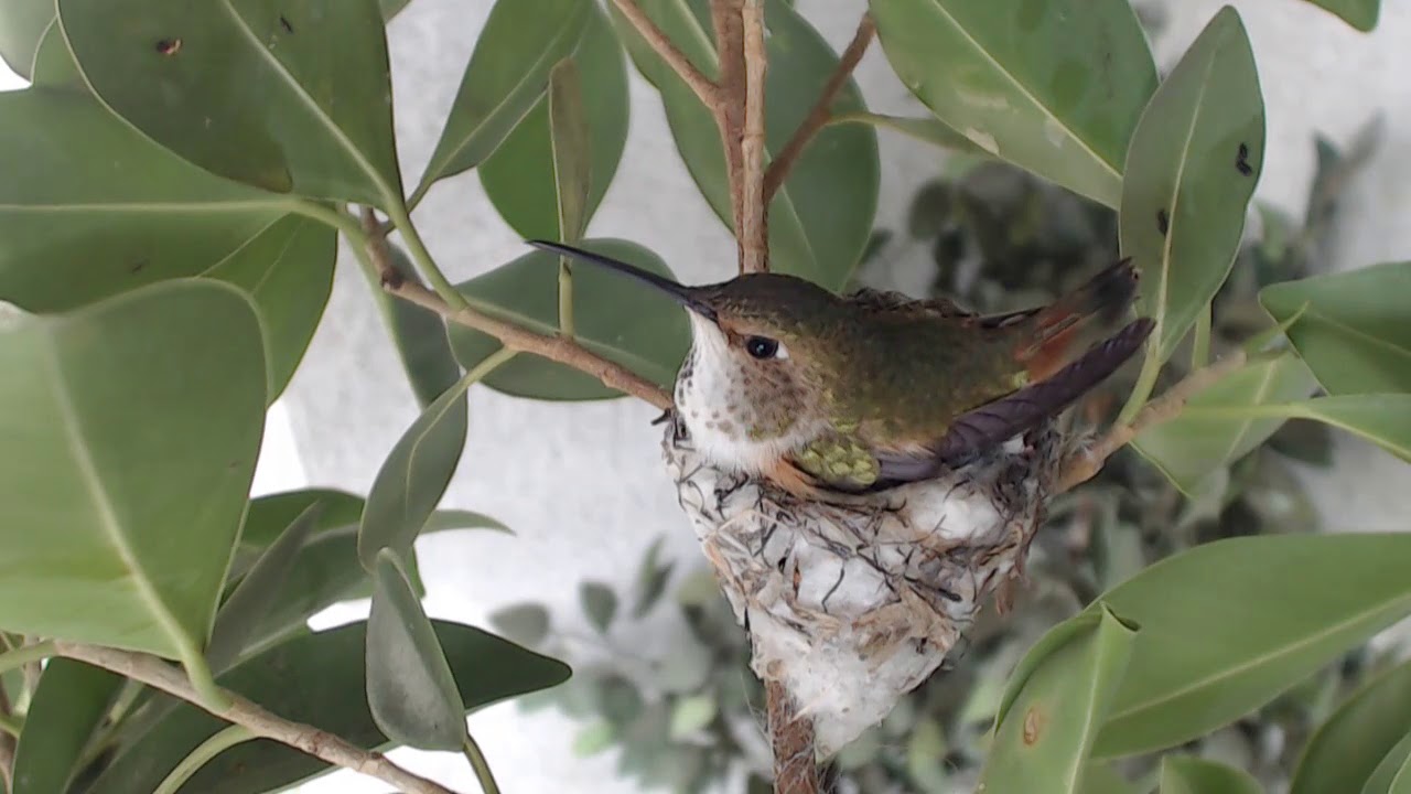 Bella Hummingbird Nest 03-07-2019 22:10:27 - 23:10:28 - YouTube