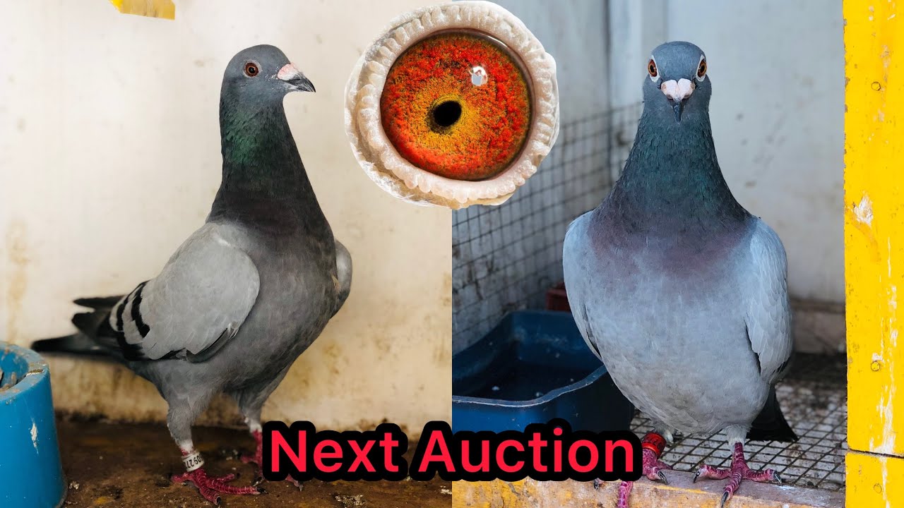 Pigeonauctions | Imported Racing Pigeons | Kalapati | Racer pigeon ...