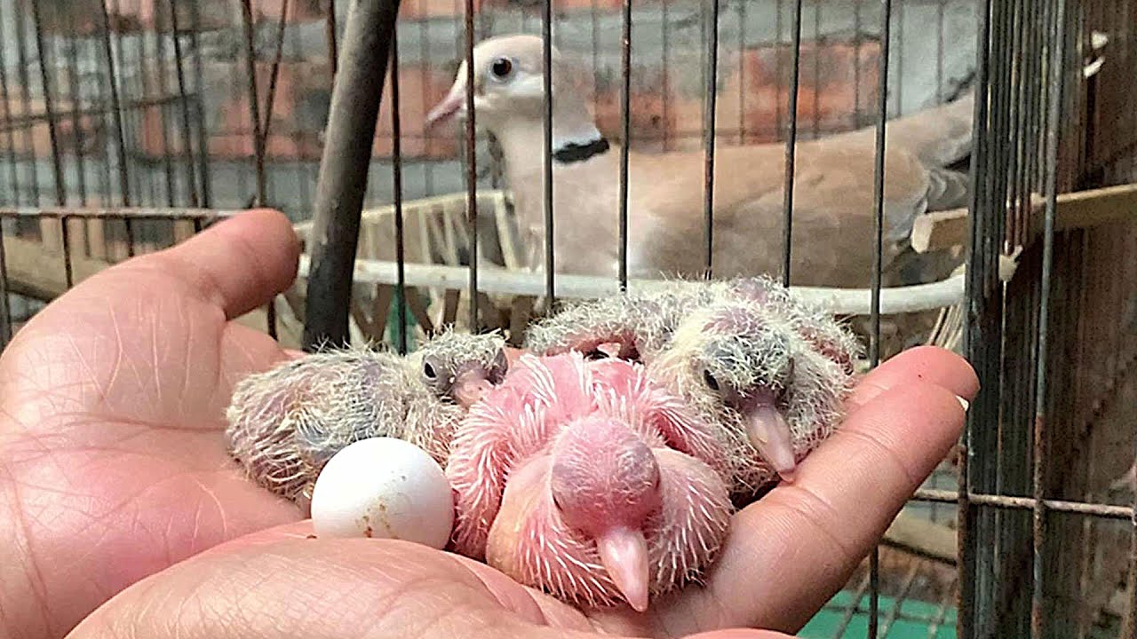 Breeding white cuckoos, get meat, lay eggs, hatch mature - Farm and ...