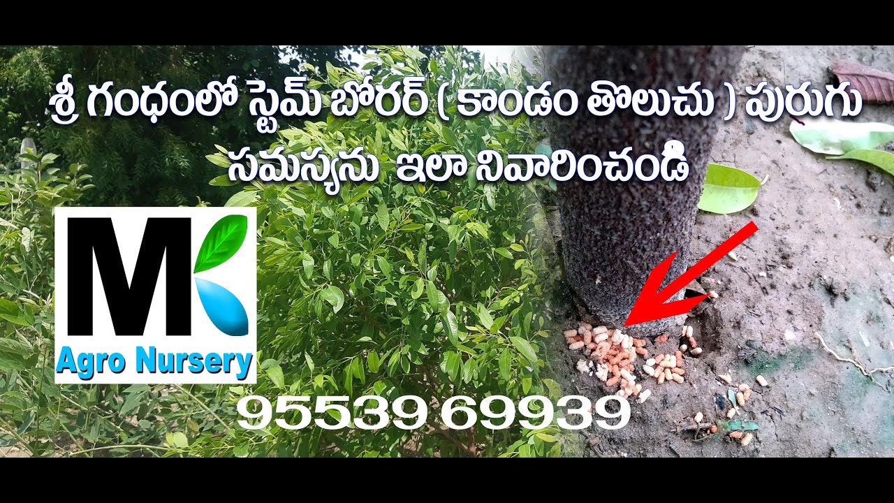 sandalwood/ Sri Gandham stem borer (కాండం తొలుచు పురుగు )booking for ...