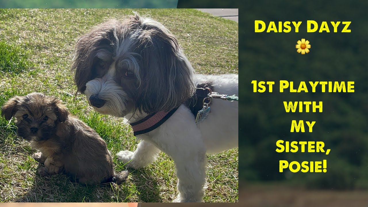 Daisy Dayz - Puppy Play with Posie - 8 Weeks Old - YouTube