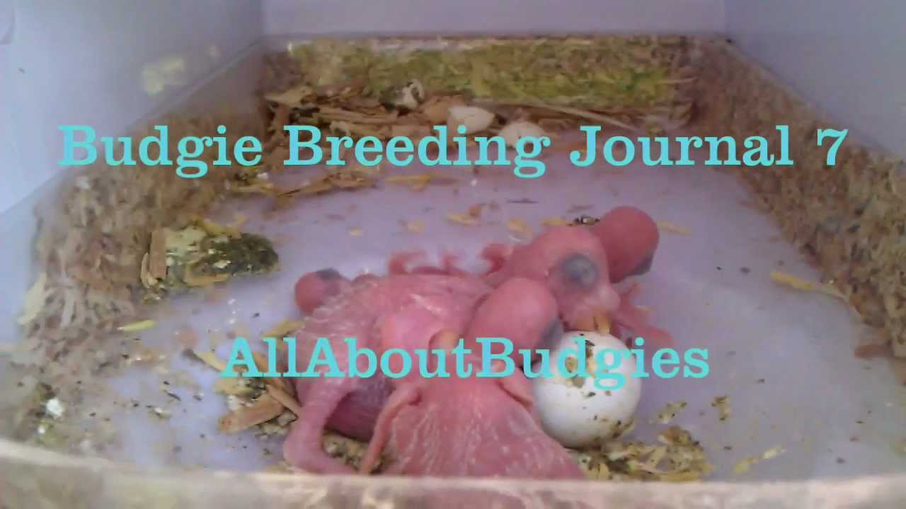 Budgie Breeding Journal #7 - Pair #1 (UPDATE) 10-30-2012 - YouTube