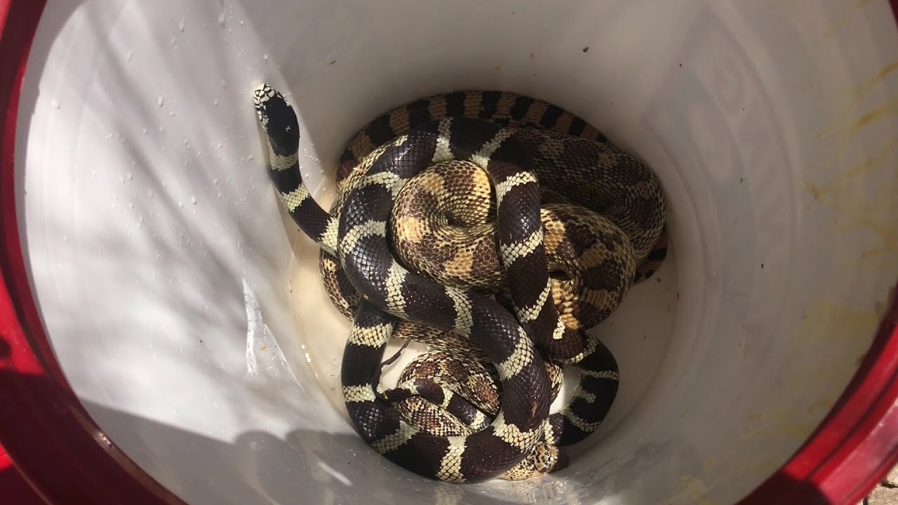 Triple Snake Capture and Release in Paradise Valley - YouTube