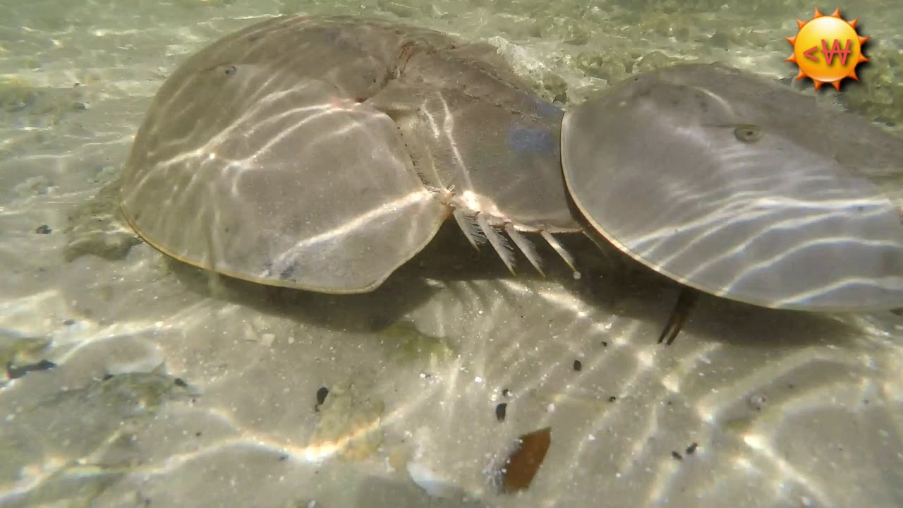 sea cockroaches, cucarachas de mar - YouTube
