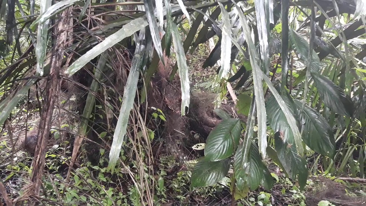 CARA MENGAMBIL IJUK POHON AREN DENGAN CEPAT - YouTube