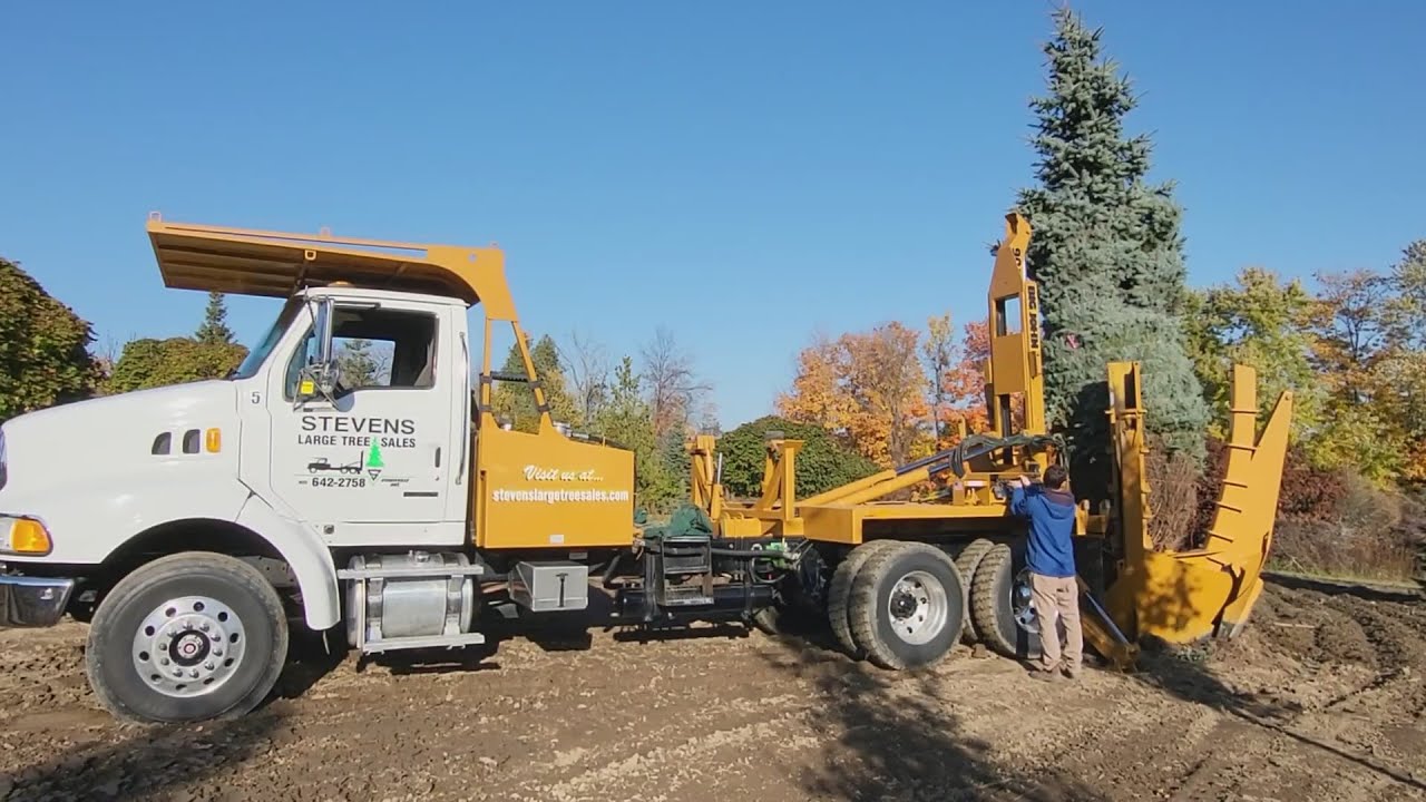 Digging a large tree - YouTube