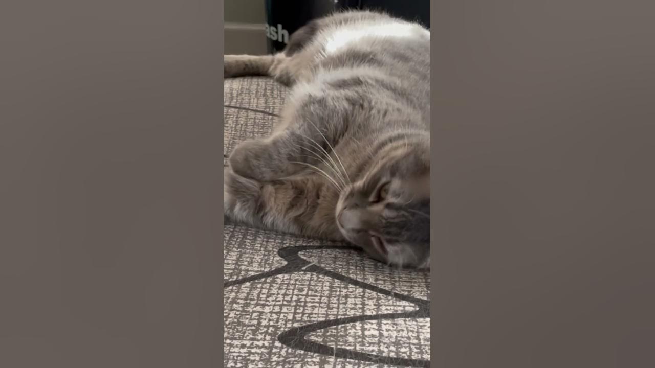 Meet My Cats! Part Five: Carcass #cat #cats #catvideos #catshorts # ...