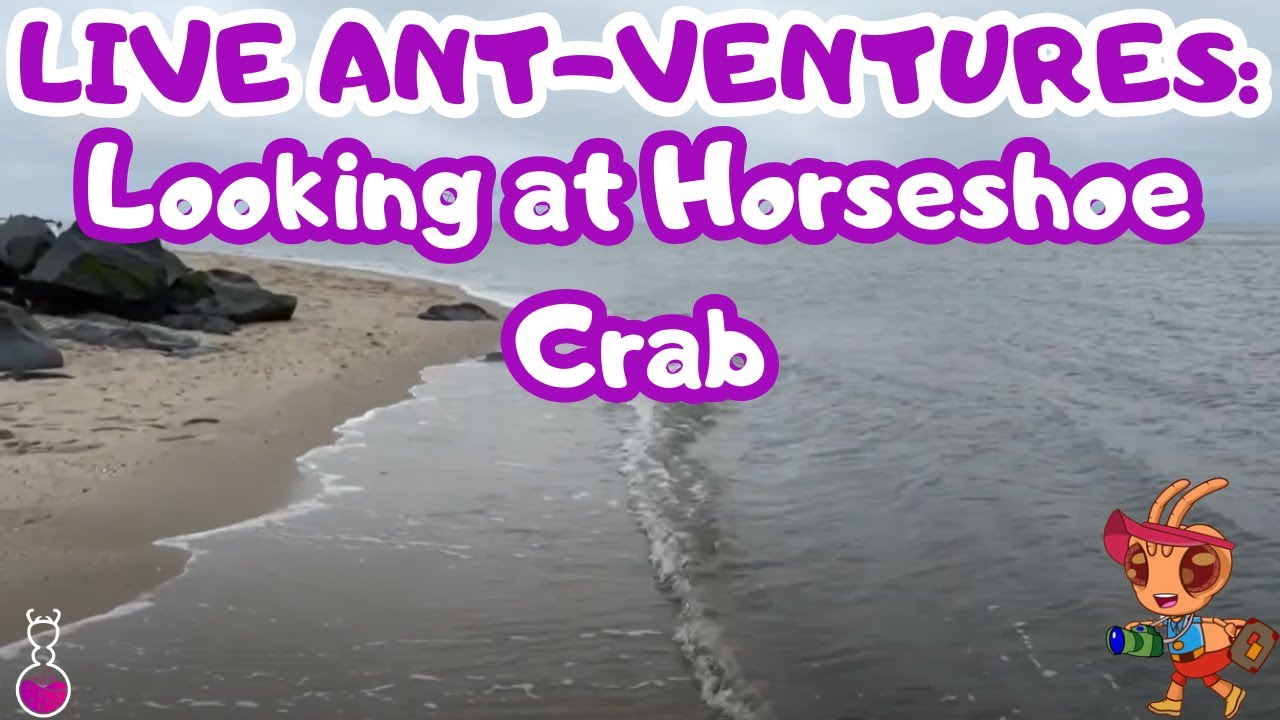 Ancient Survivors | IRL with Horseshoe Crabs - YouTube
