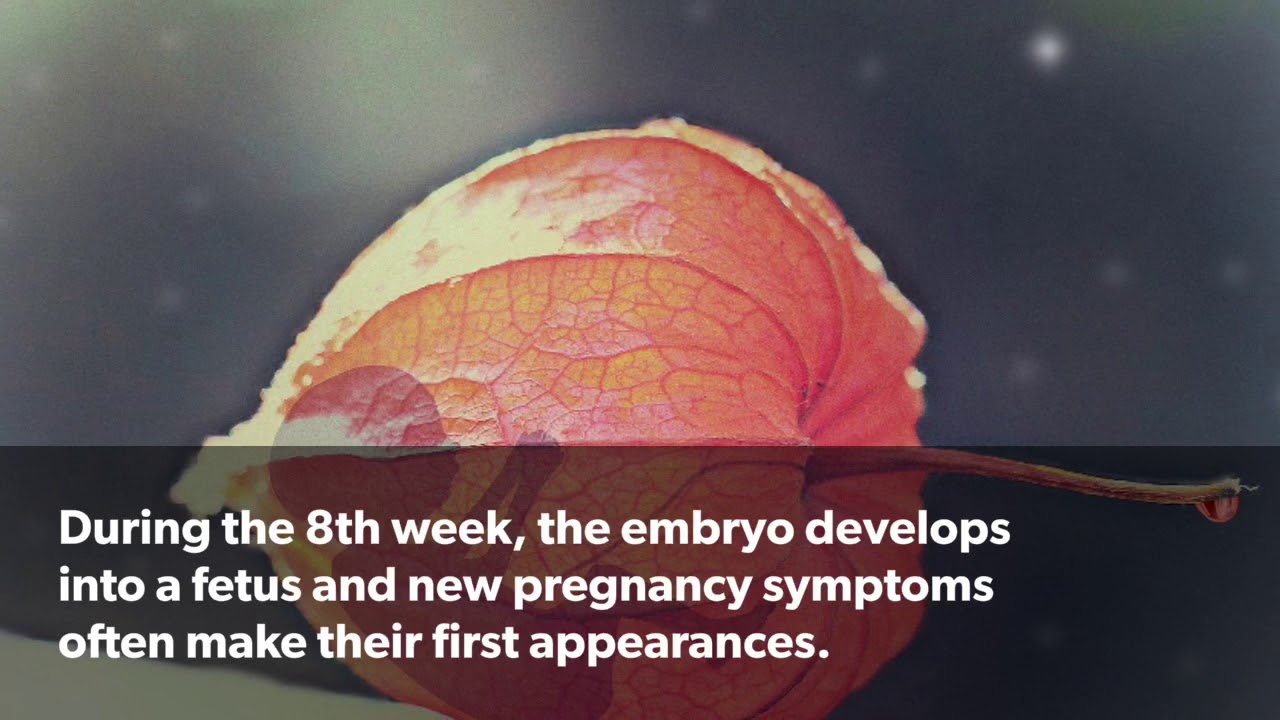 Here s What To Expect During Your 8th Week Of Pregnancy YouTube here-s-what-to-expect-during-your-8th-week-of-pregnancy-youtube
