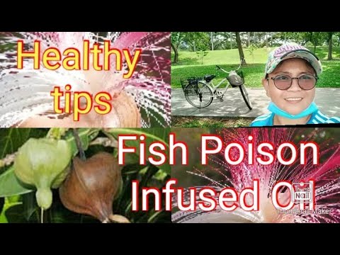 Bitoon or Botong fruit . Fish Poison Fruit Infused Oil( Part II ) # ...