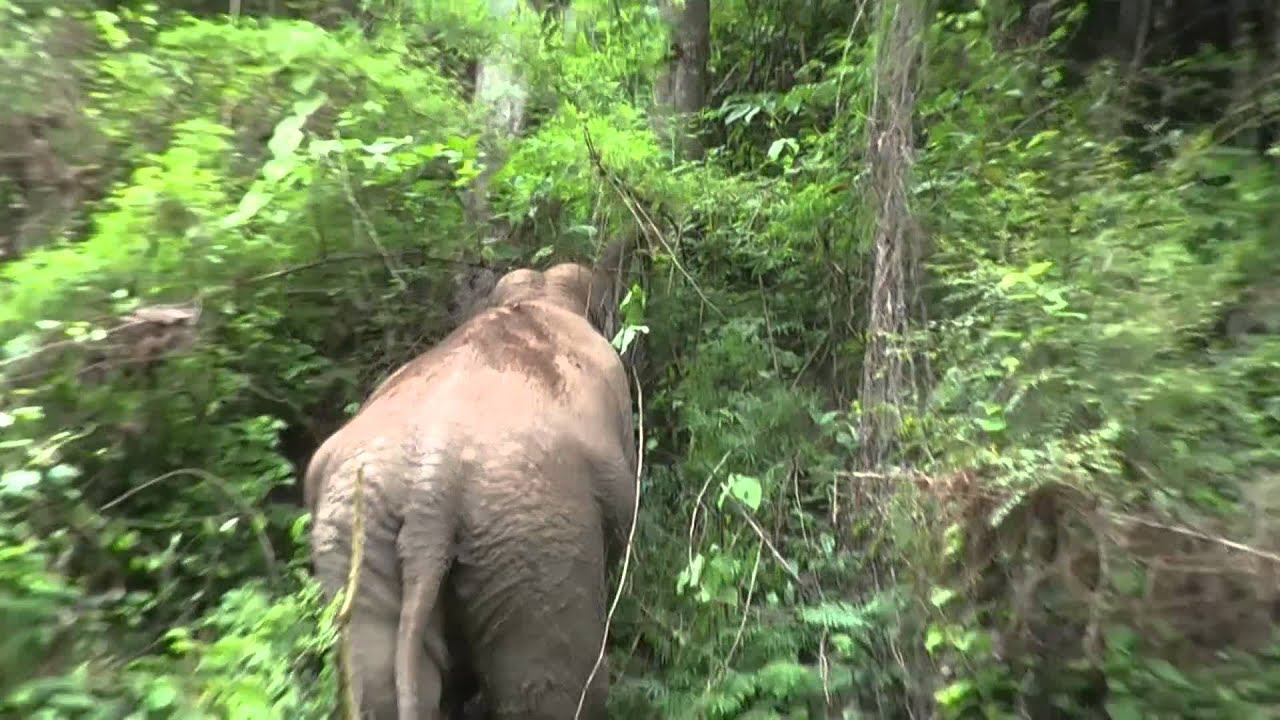 BEES Elephant Sanctuary - YouTube