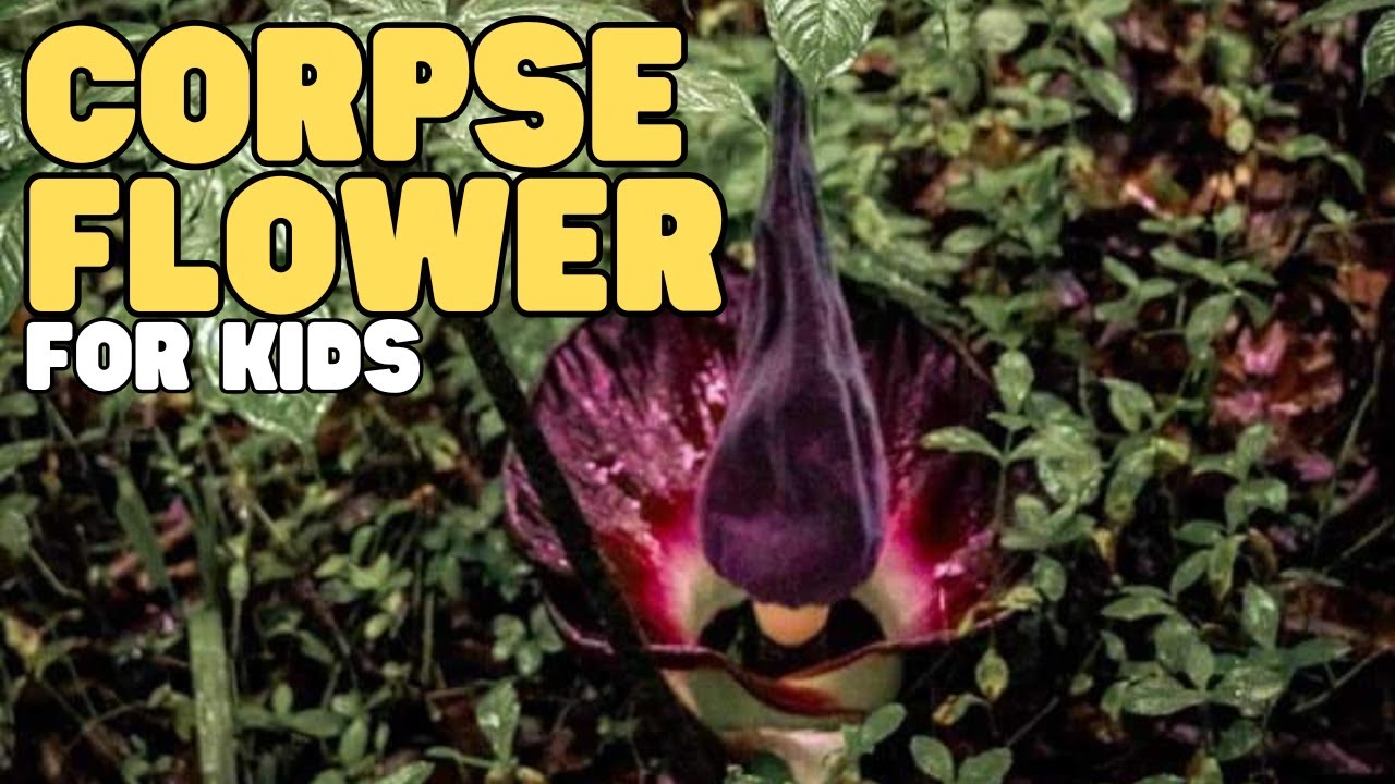 Corpse Flower for Kids | Learn all about one of the world's largest and ...
