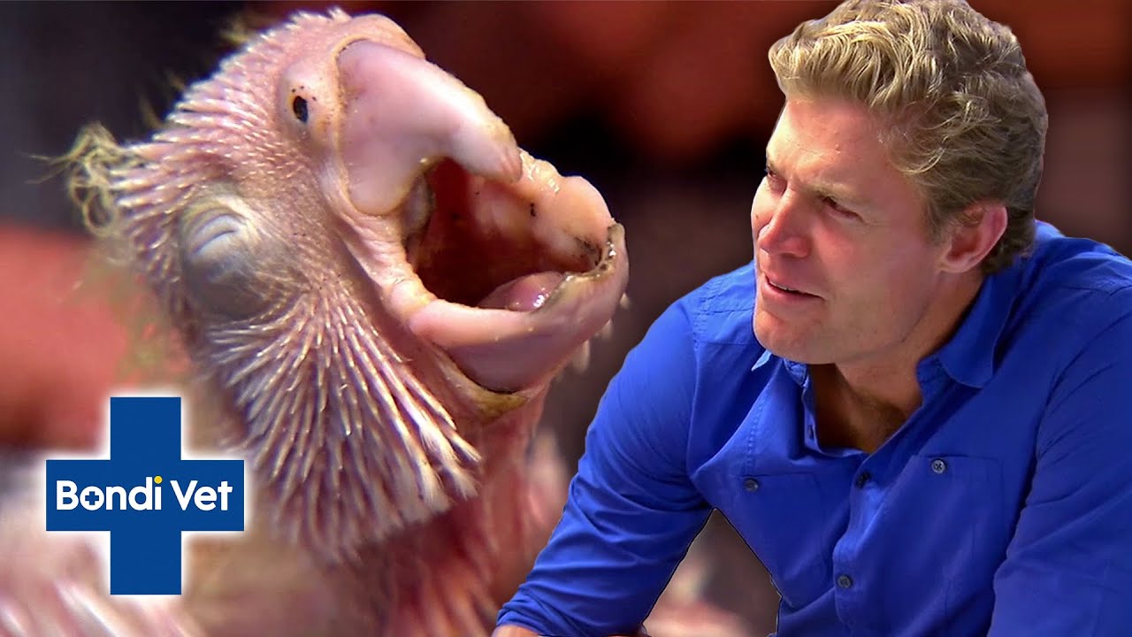 Baby Cockatoo Has The Loudest Cry You'll Ever Hear | Bondi Vet - YouTube