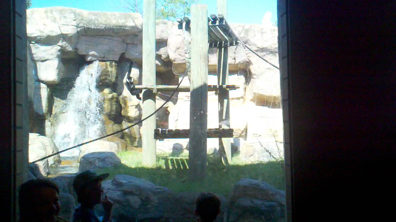 Acrobat monkey at Memphis Zoo - YouTube