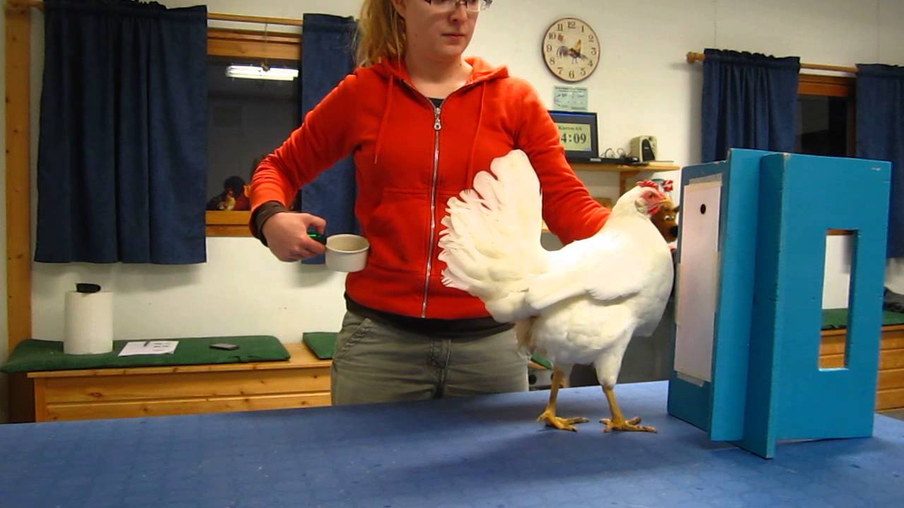 Chicken Clicker Training (Operant Conditioning Workshop II) - YouTube
