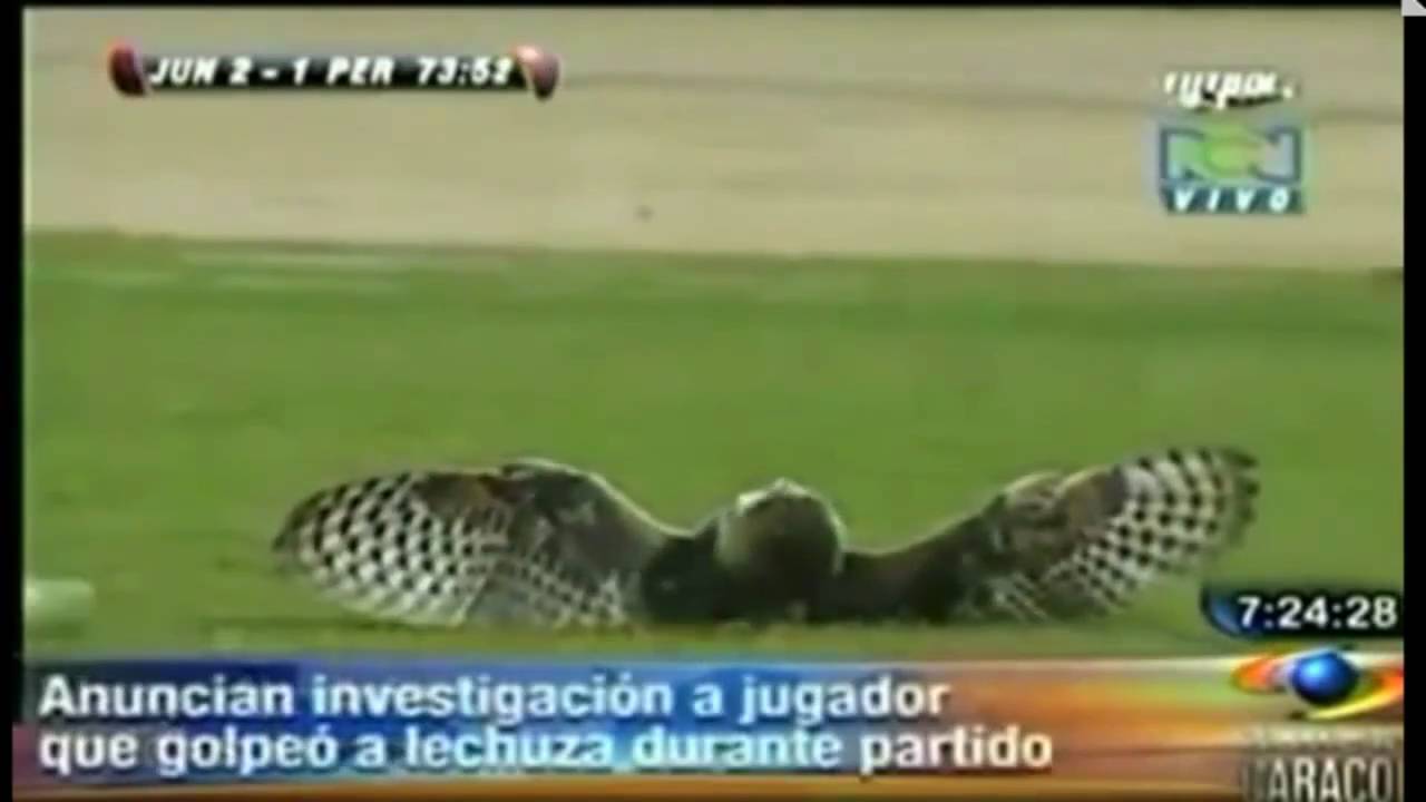 Football player kicks and kill a bird/owl - Kicks other players too ...