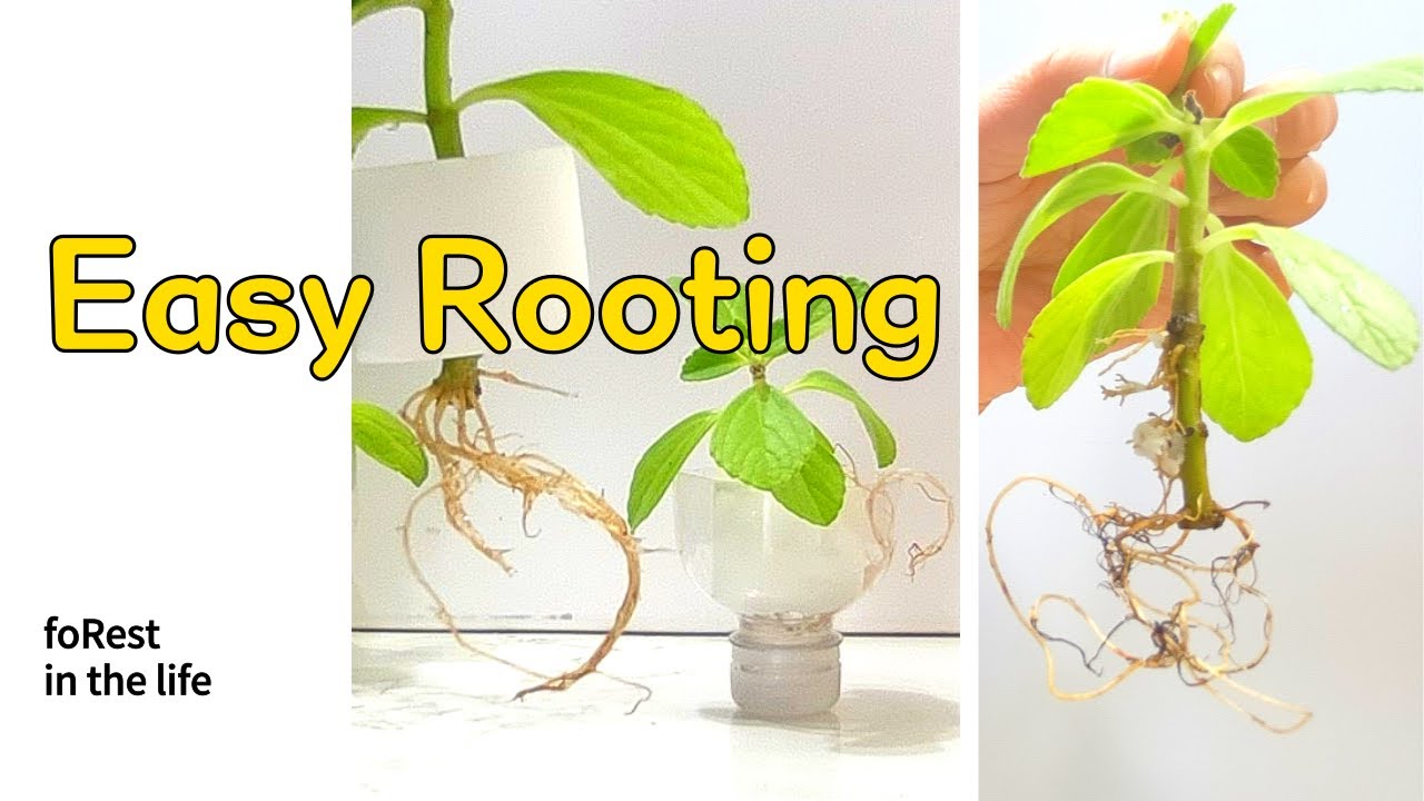 Easy & Fast How To Propagate Vicks Plant From Cuttings In Water In A ...