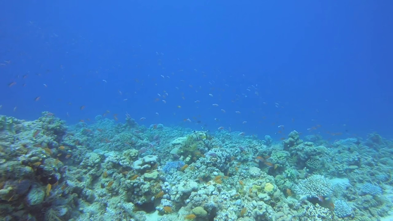 Diving Haql, Saudi Arabia - YouTube