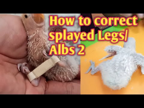 Splayed Legs/African Love Birds - YouTube