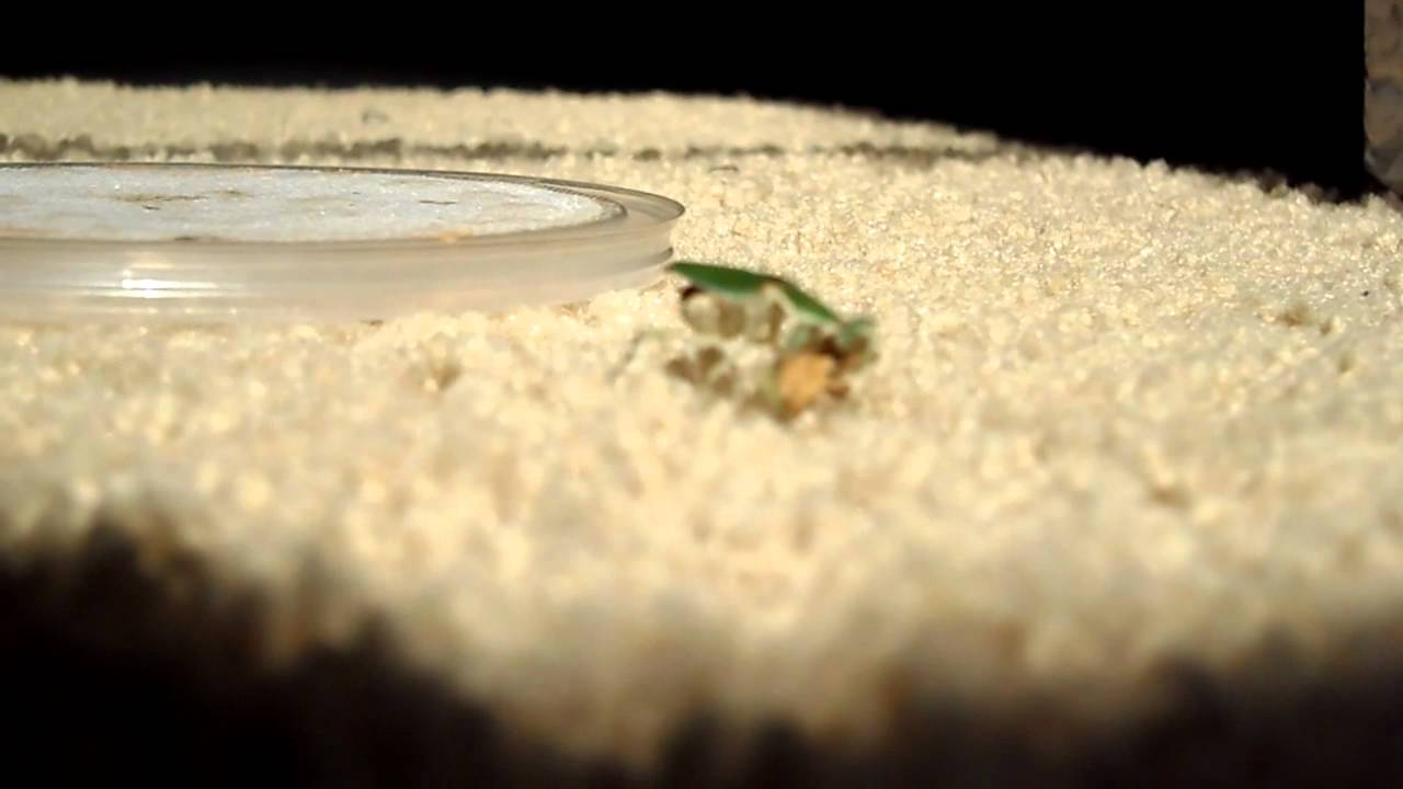 Female Gambian Spotted Eye Flower Mantis eating a grasshopper - YouTube