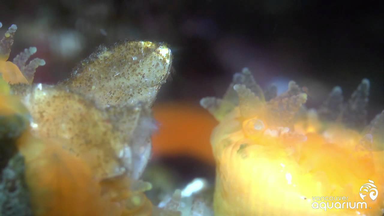 Goose Neck Barnacles Feeding - YouTube