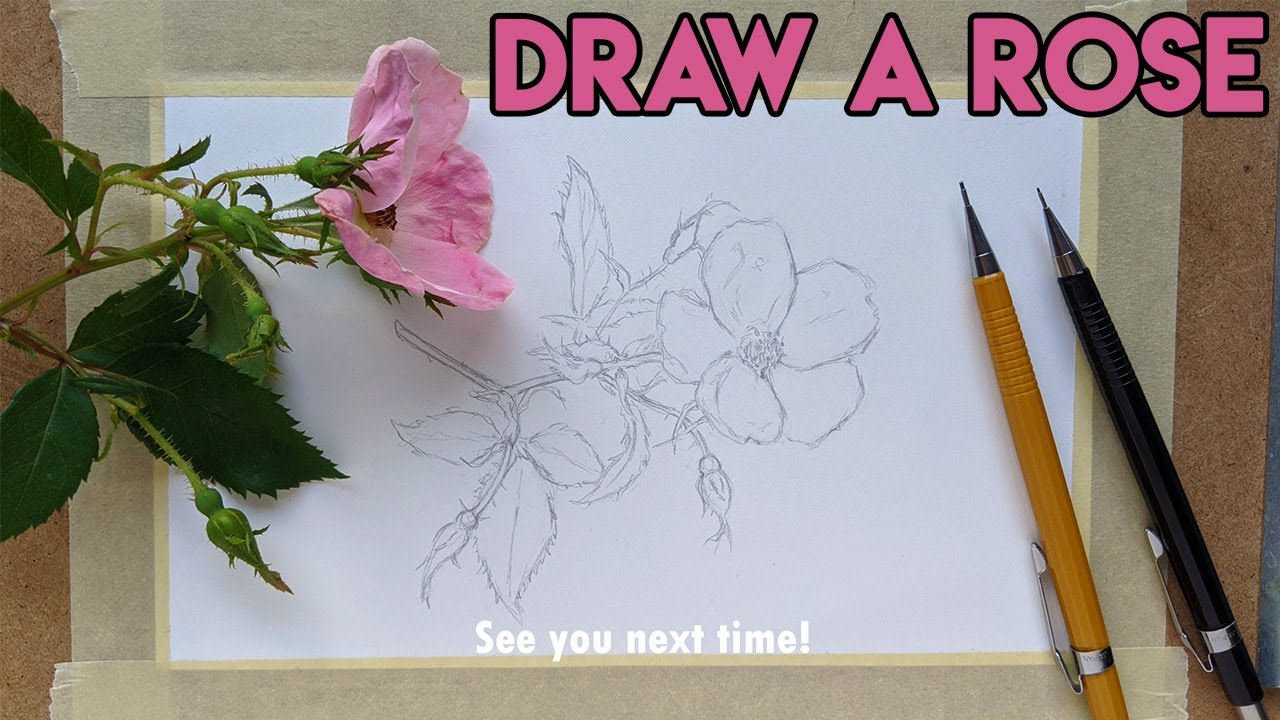 Art for Kids: Drawing a Rose - YouTube