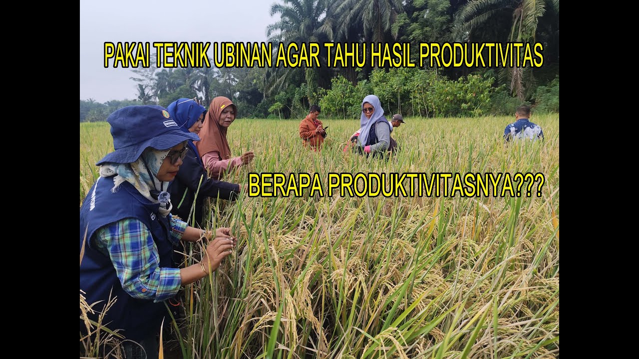 CARA MENGETAHUI PRODUKTIVITAS PADI SAWAH DENGAN UBINAN - YouTube