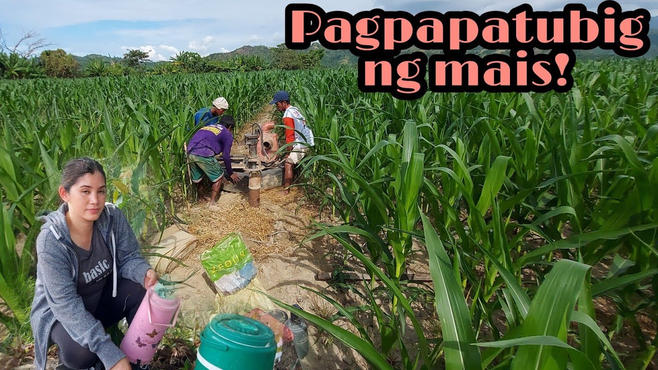 Pagpapatubig ng Tanim na mais|#simplengbuhaysabukid|#buhayprobinsya ...