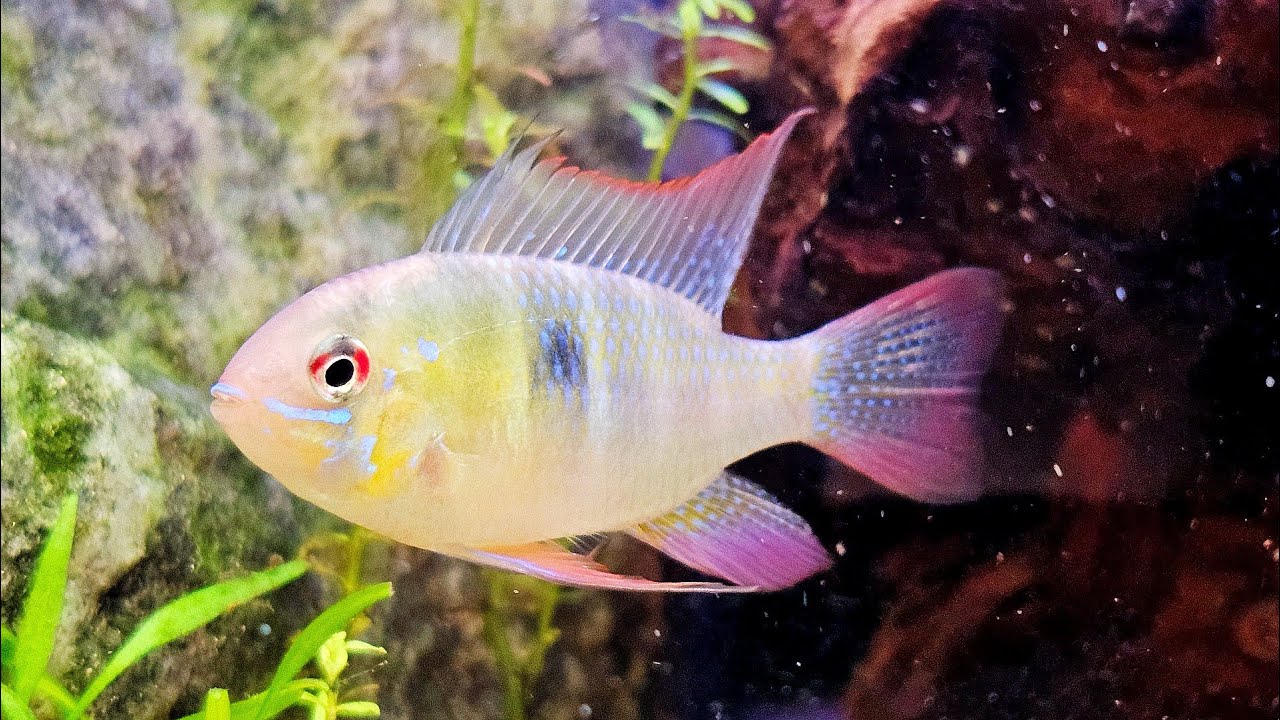 German Blue Ram Aquarium Live Stream ~ Relaxing Community Fish Tank ...