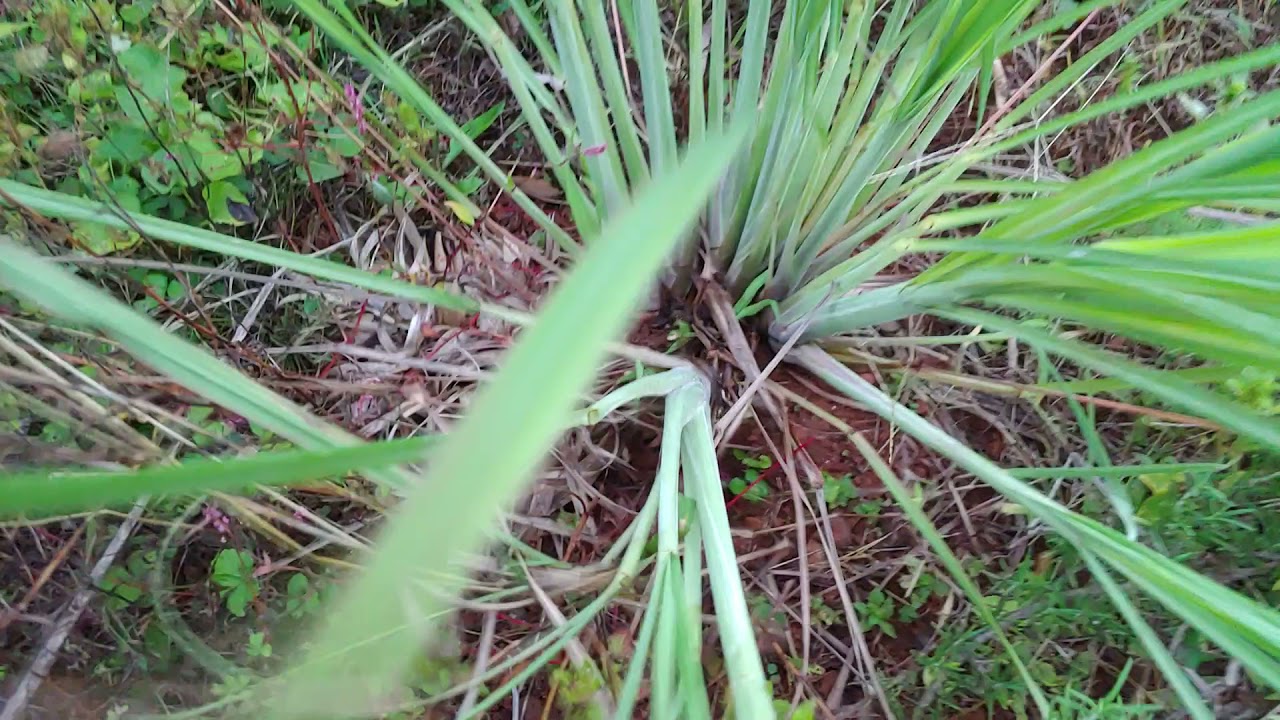 Lemon Grass or Tanglad is good for HIGH BLOOD PRESSURE - YouTube