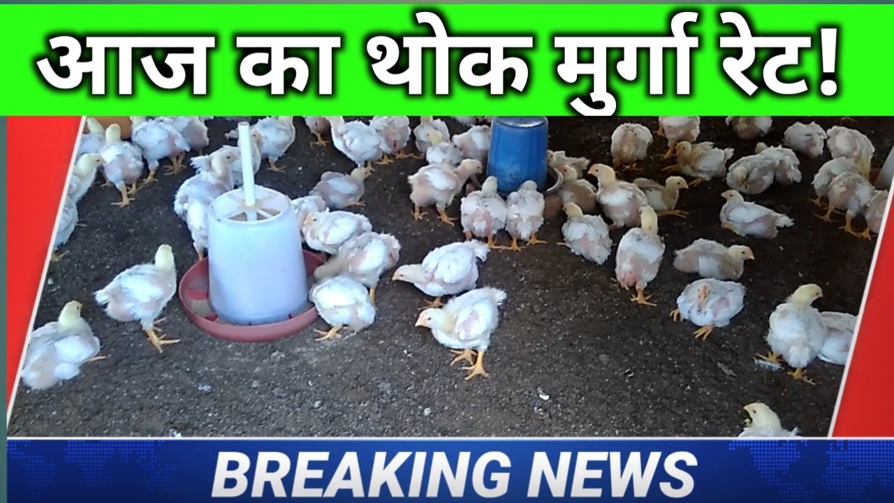 poultry rate today | aaj ka thok murga mandi rates | broiler poultry ...