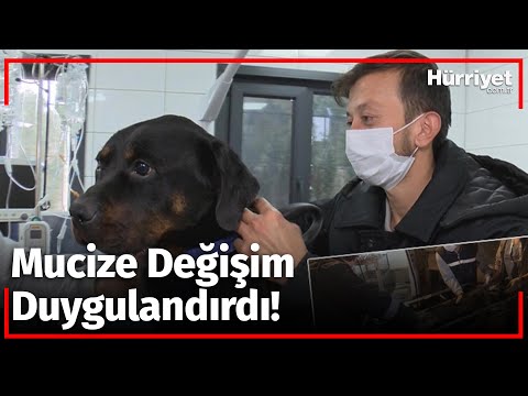 Kanlar İçinde inlerken Çöplükte Bulunmuştu! İşte Mucize Değişim