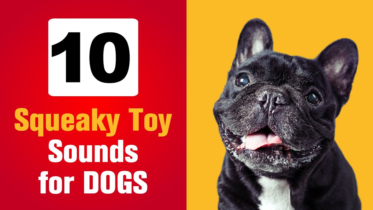 Squeaky toy sounds: DOGS go CRAZY !!! Try it now - YouTube