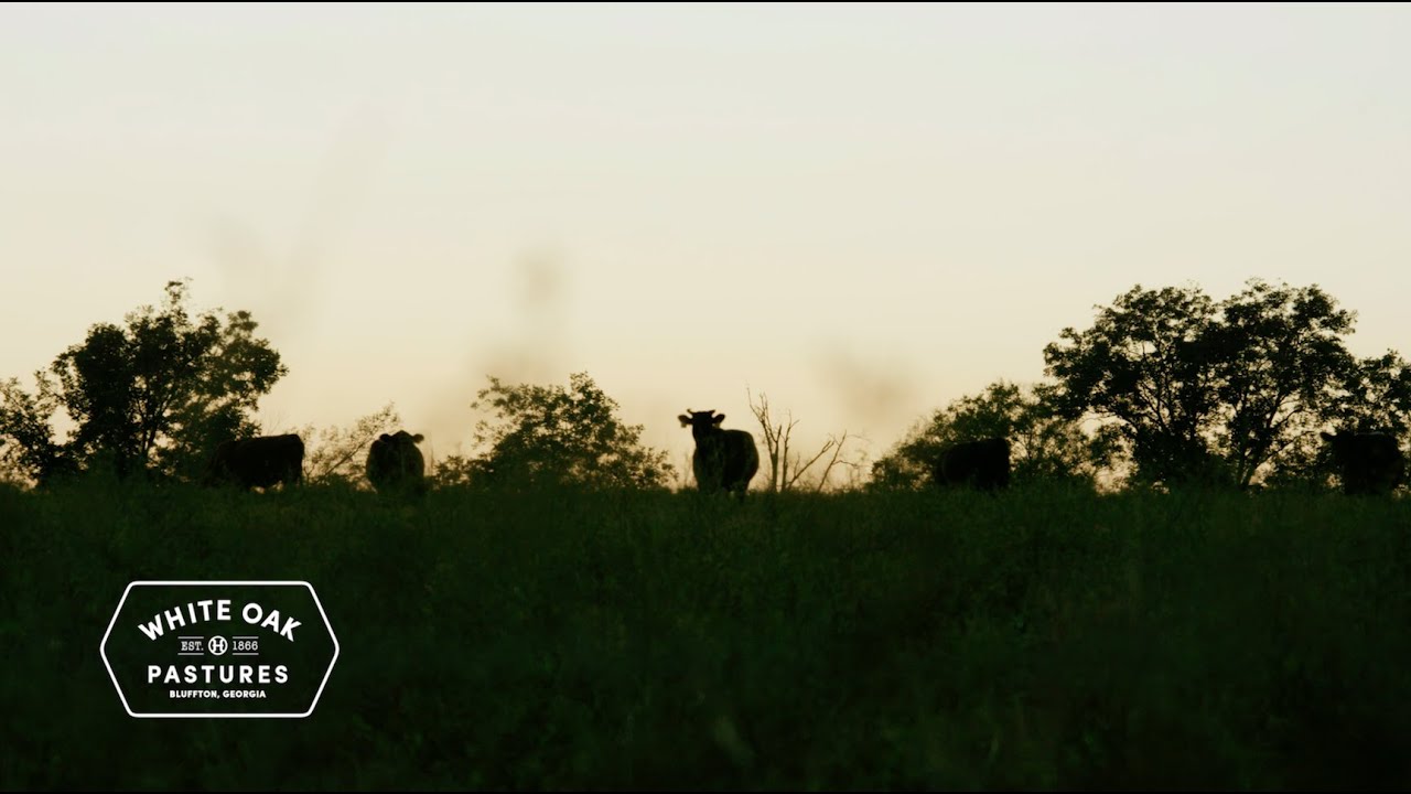 White Oak Pastures in 30 seconds - YouTube