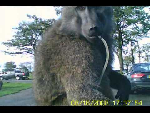 Baboons! Driving through Knowsley Safari Park - YouTube