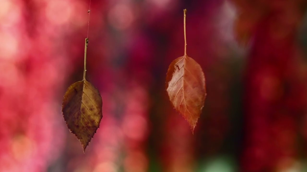 spinning leaf - YouTube
