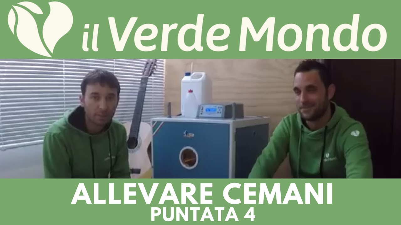 Allevare Cemani | Puntata 4 | La nascita dei Pulcini - YouTube