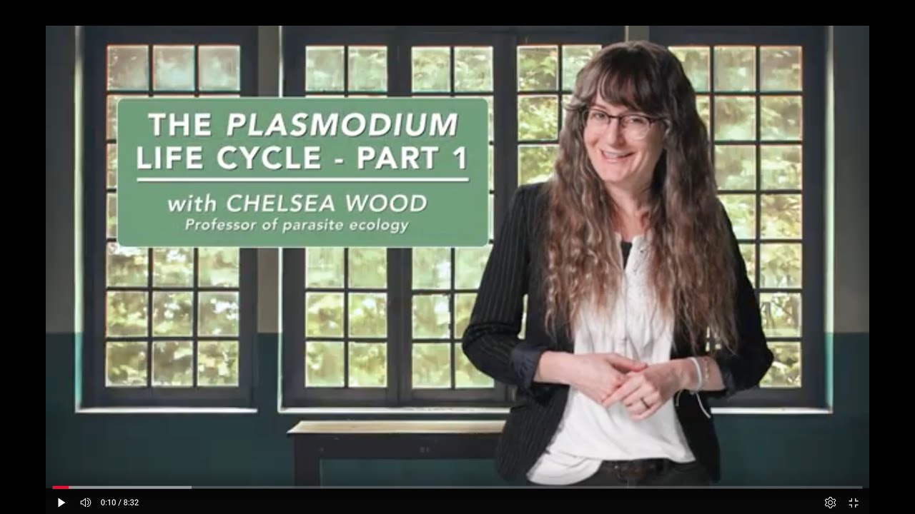 The Plasmodium life cycle - Part 1 - YouTube