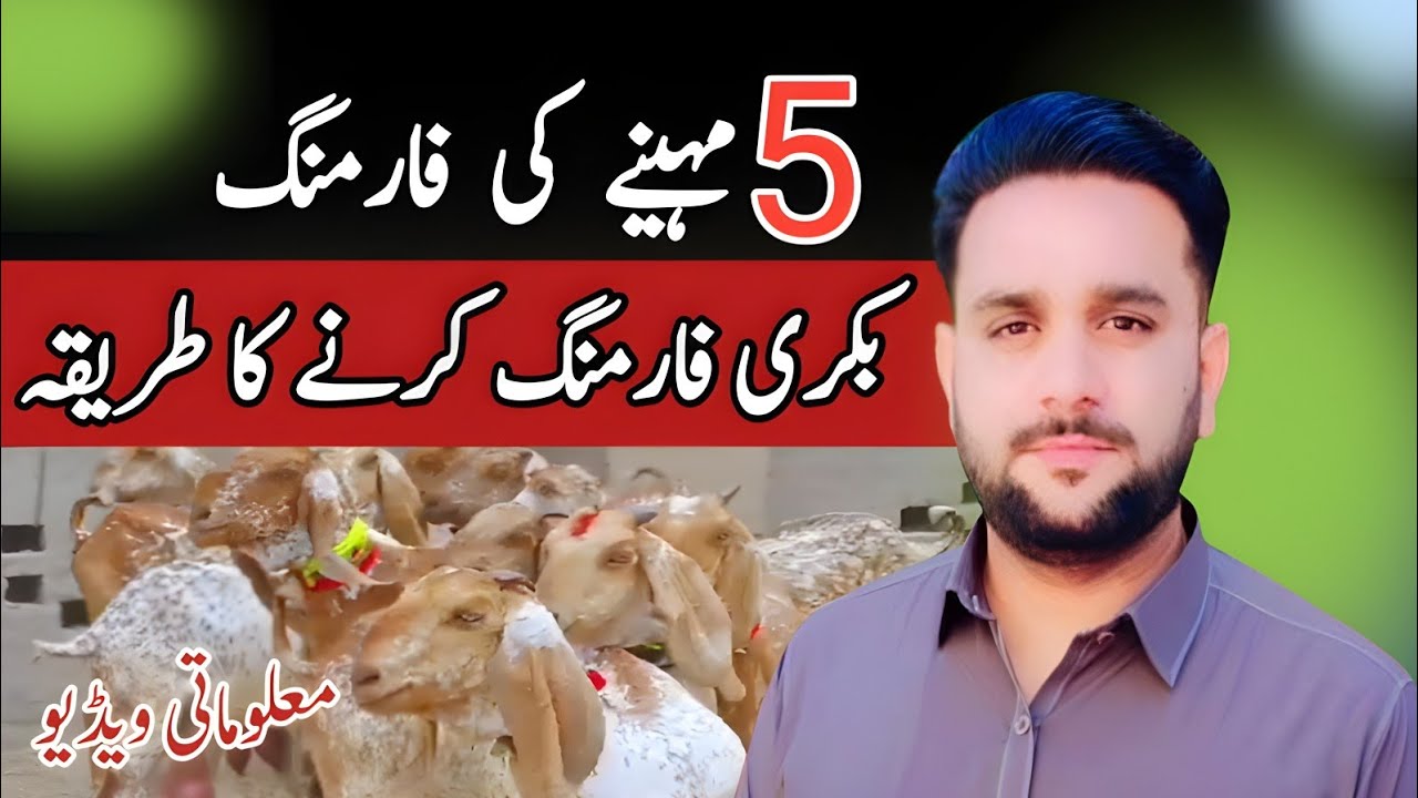 Goat Farming Business Plan|goat Farming Profit in 5 Month|Goat Farming ...