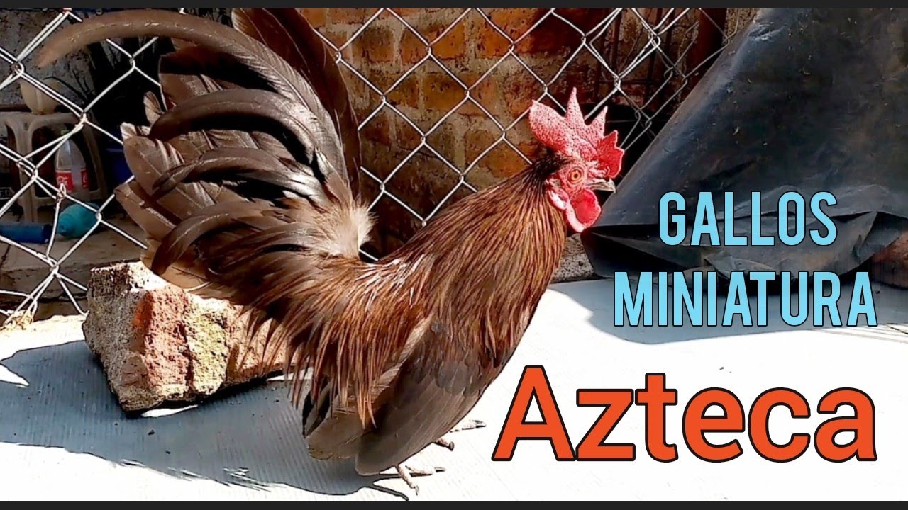 gallitos, miniatura Azteca de santa María del valle - YouTube