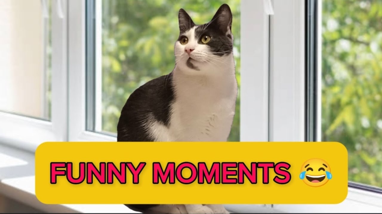 FUNNY MOMENTS WITH A CHEESECAKE CAT - YouTube
