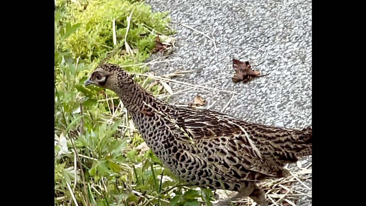 2022年8月21日 pheasant running - YouTube