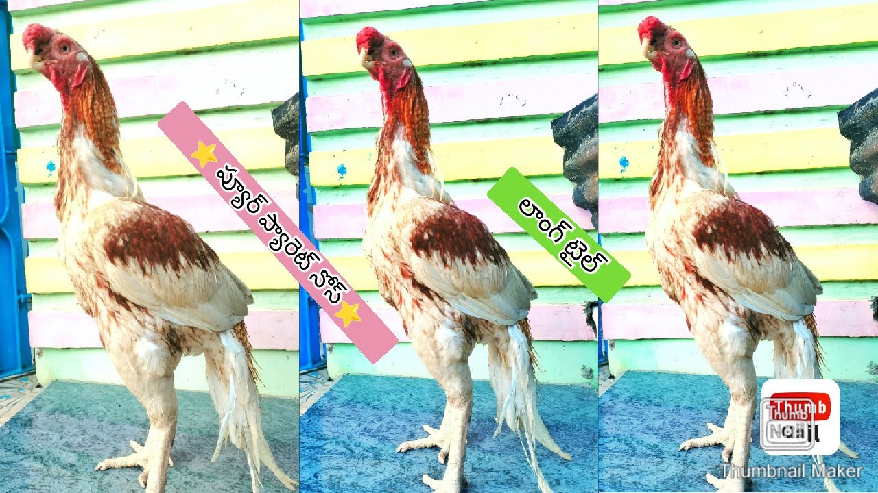 Parrot Beak Long Tail Hens | 8185832982 | Parrot Nose Aseel | Video ...