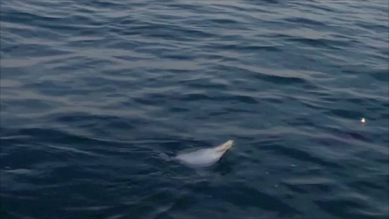 Durban bay fishing 1 - YouTube