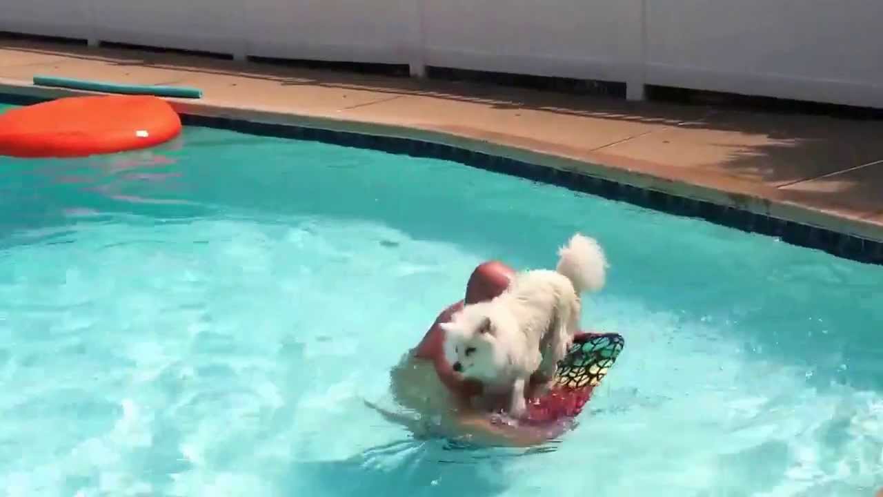 American Eskimo Dog swimming and 'pool surfing' - YouTube