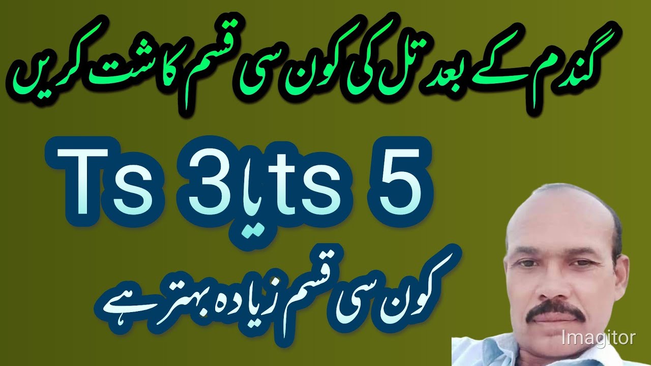 تل کی کون سی قسم کاشت کریں ts3یا ts5 کن ذیادہ بہتر ہھے - YouTube