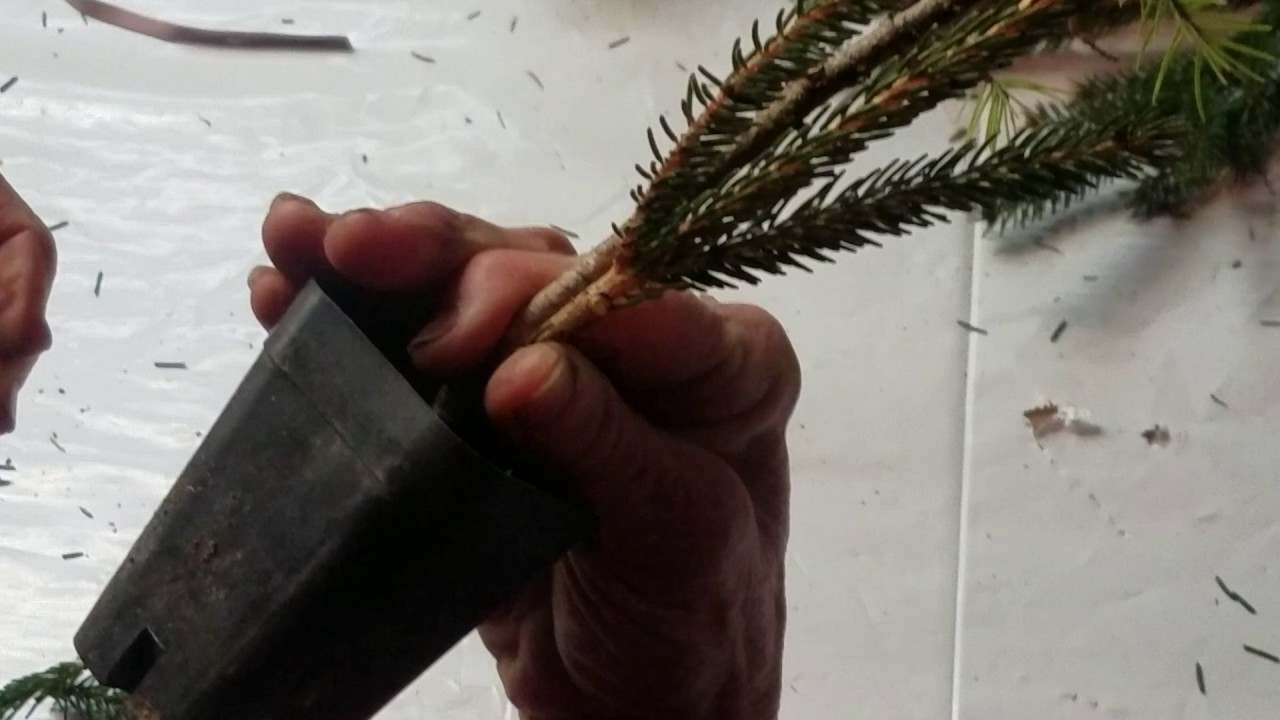 Conifer Grafting - Low Graft - YouTube