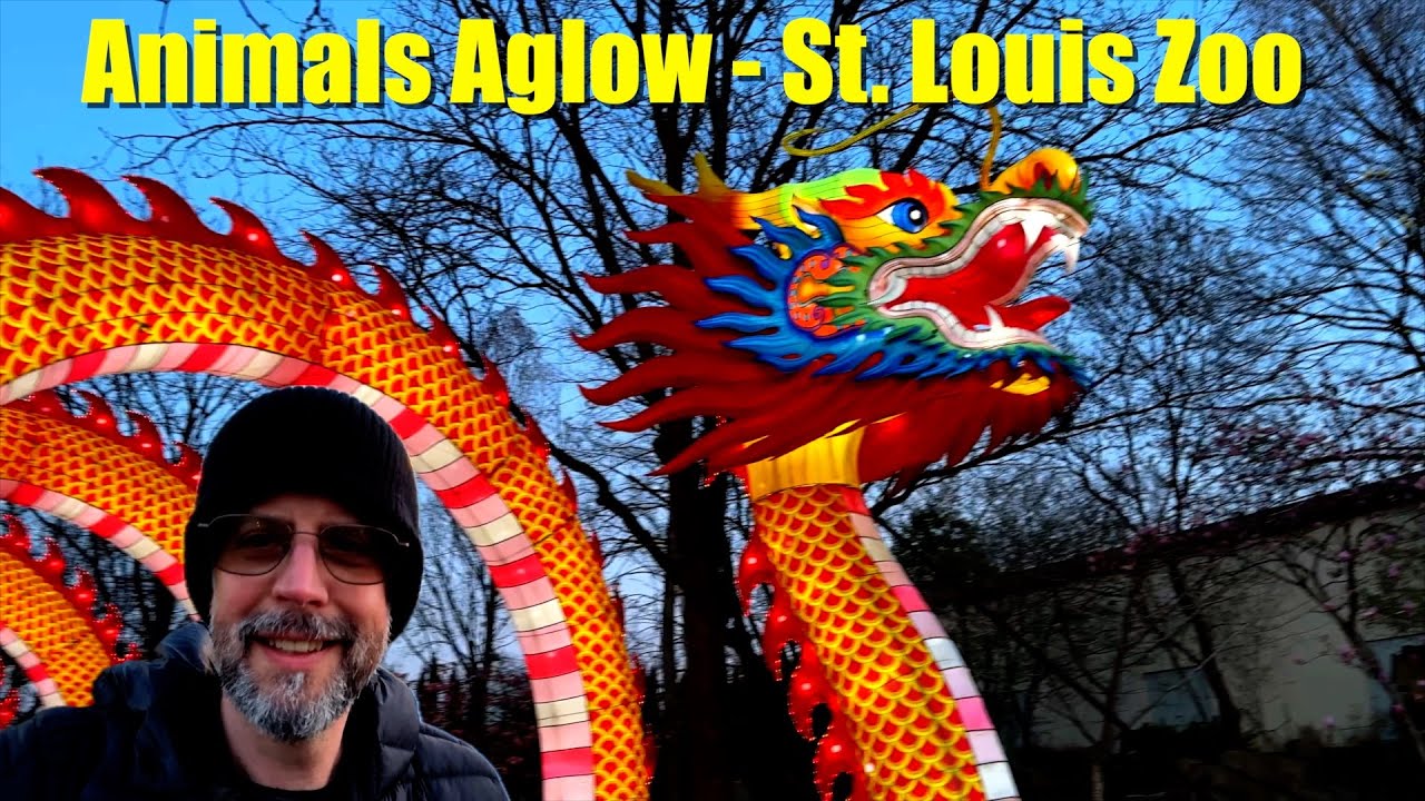 Animals Aglow St. Louis Zoo & Dinosaurs at Night 😎 - YouTube
