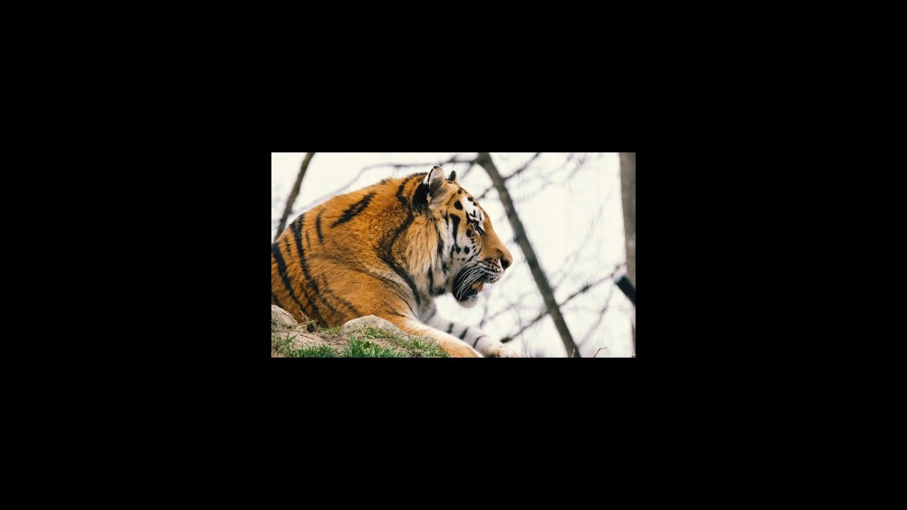 Mind relaxing animal Ambiance - YouTube